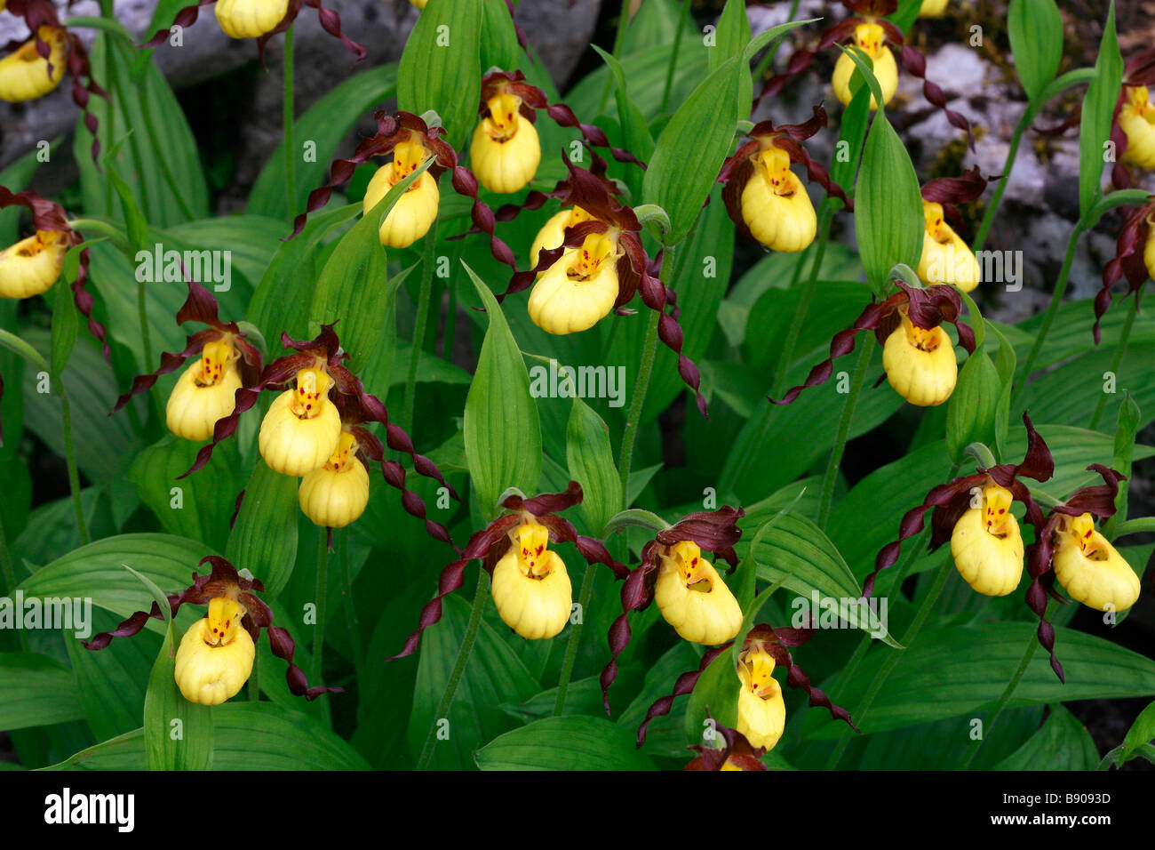 Cypripedium calceolus var hi-res stock photography and images - Alamy