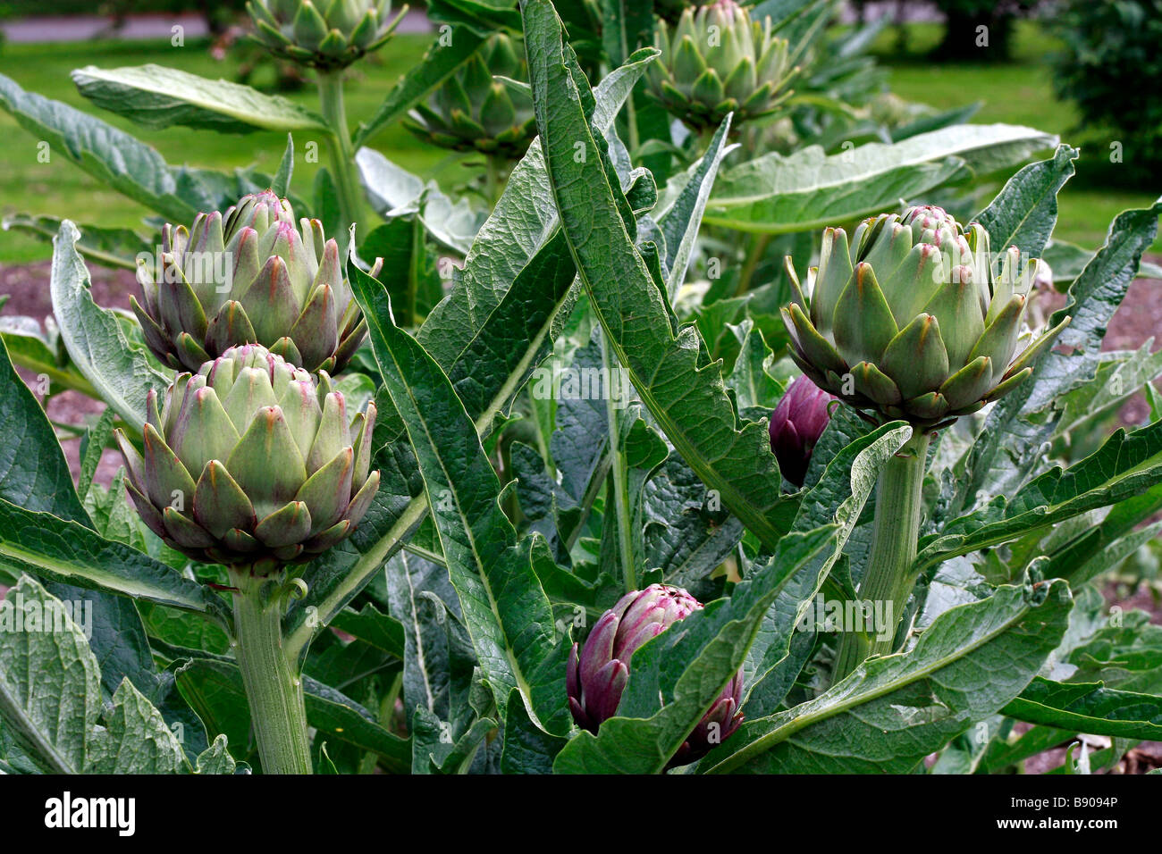 Cynara scolymus hi-res stock photography and images - Alamy