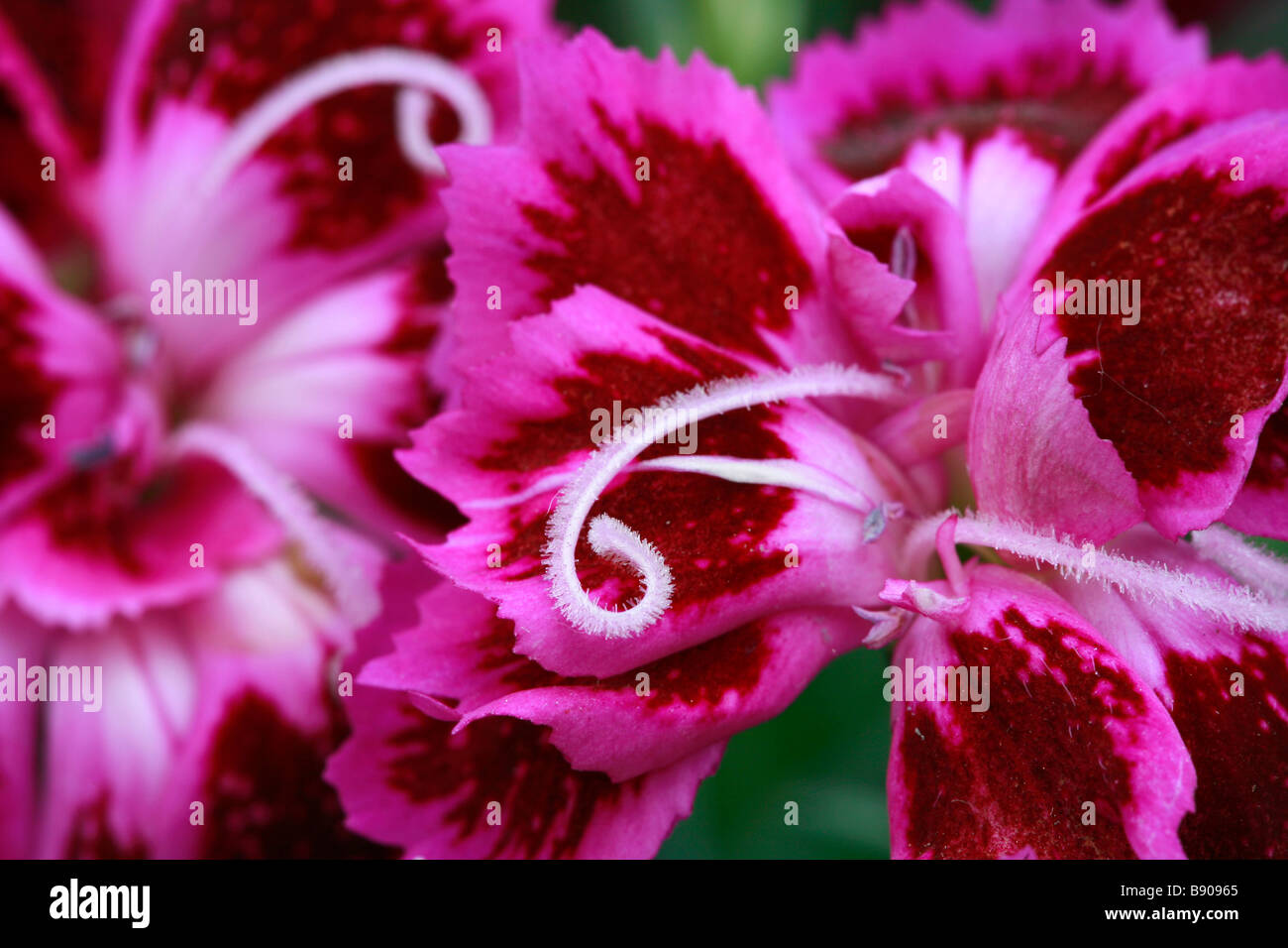 Hybrid dianthus hi-res stock photography and images - Alamy
