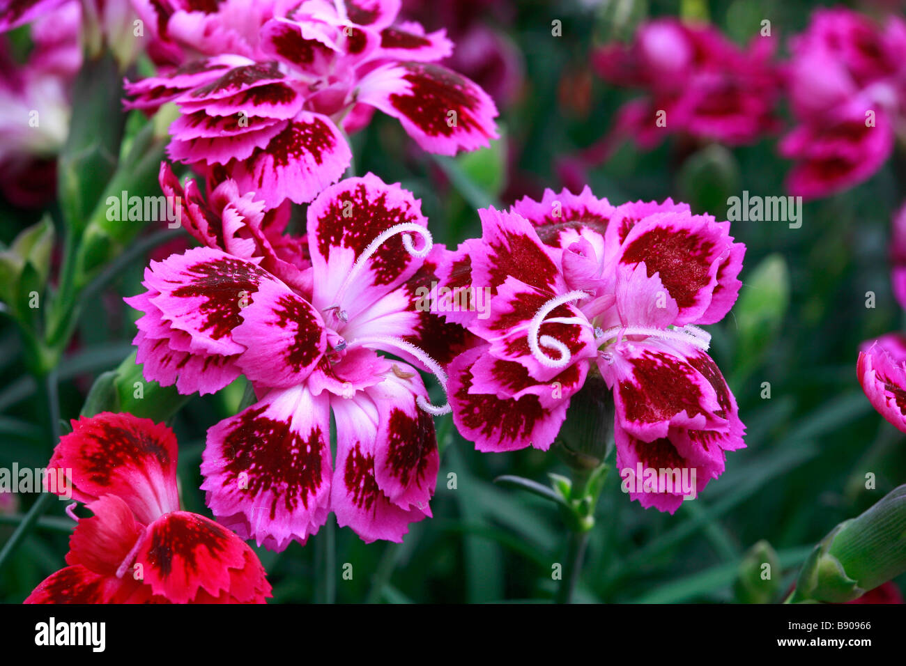 Dianthus hybrid hi-res stock photography and images - Alamy