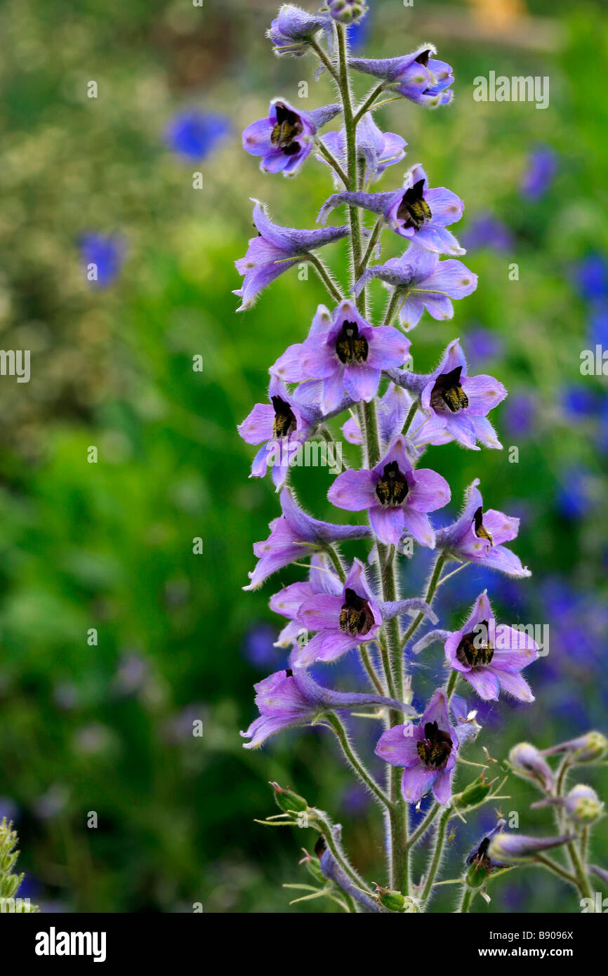 Delphinium hybrid delphinium hi-res stock photography and images - Alamy