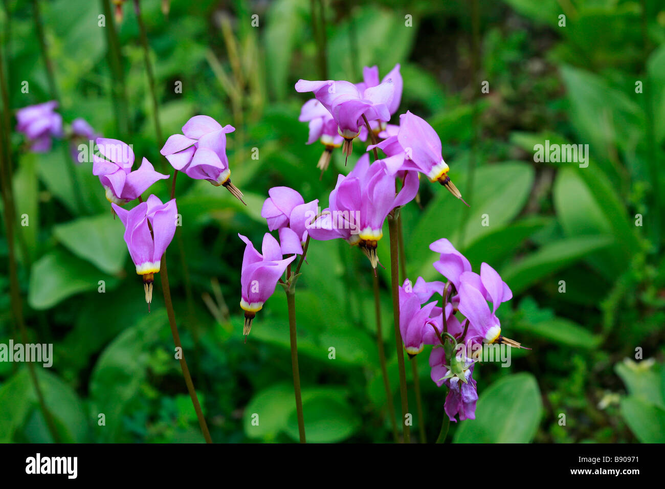 Meadia hi-res stock photography and images - Alamy