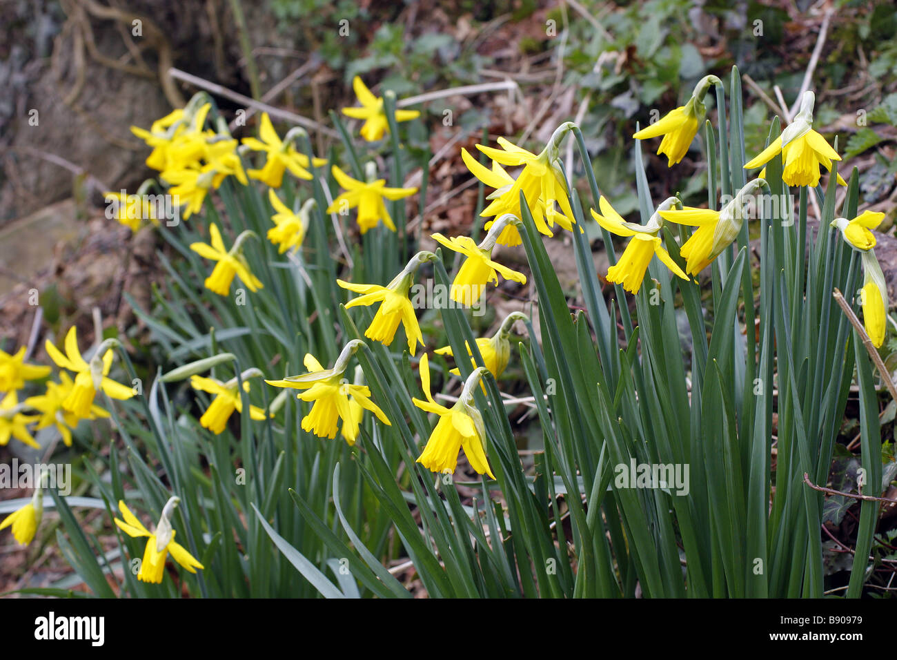 ‘february gold’ daffodil hi-res stock photography and images - Alamy