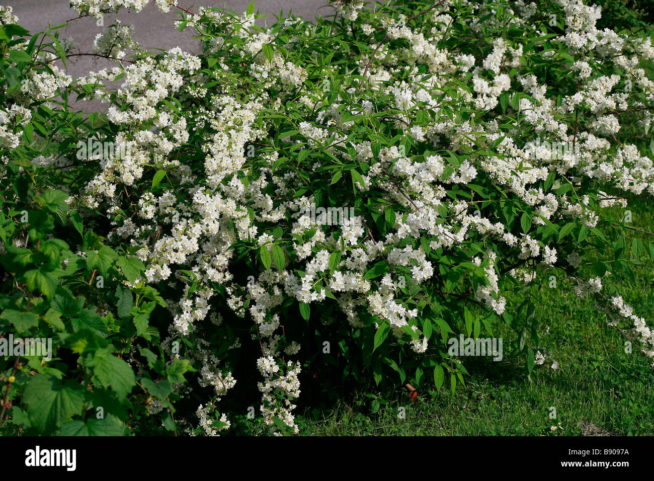 Deutzia gracilis hi-res stock photography and images - Alamy