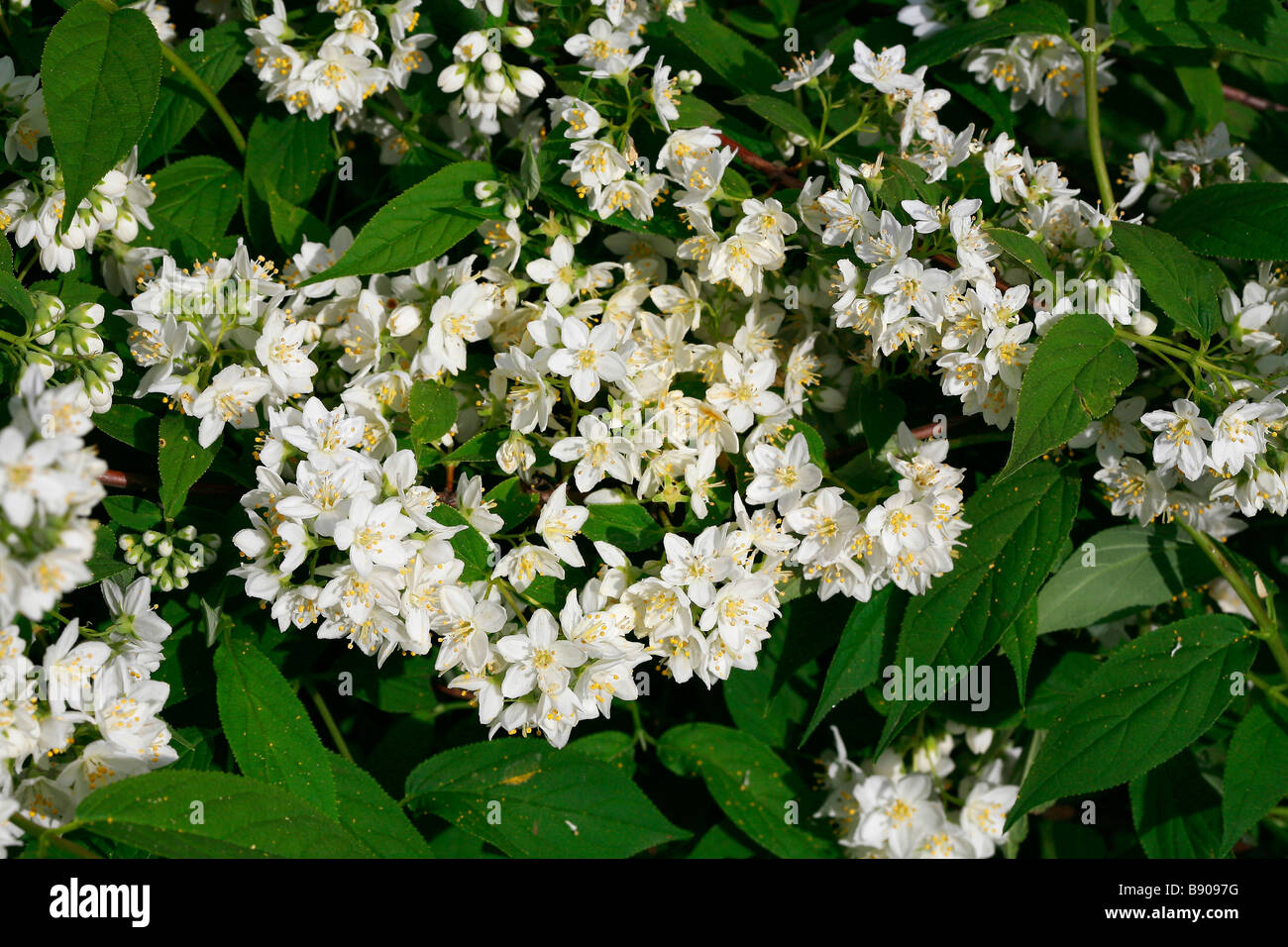 Deutzia gracilis hi-res stock photography and images - Alamy