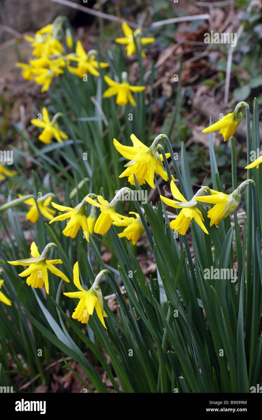 ‘february gold’ narcissus hi-res stock photography and images - Alamy