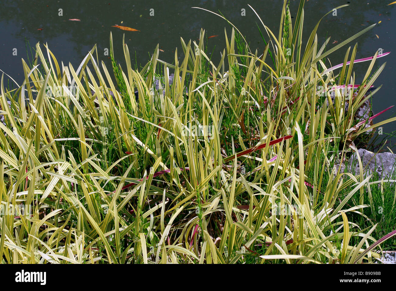 Glyceria maxima "Variegata Stock Photo - Alamy