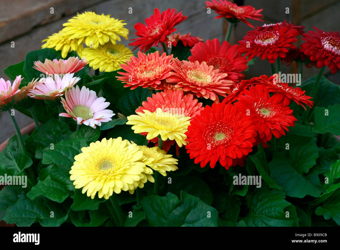 Gerbera gerbera jamesonii hi-res stock photography and images - Alamy