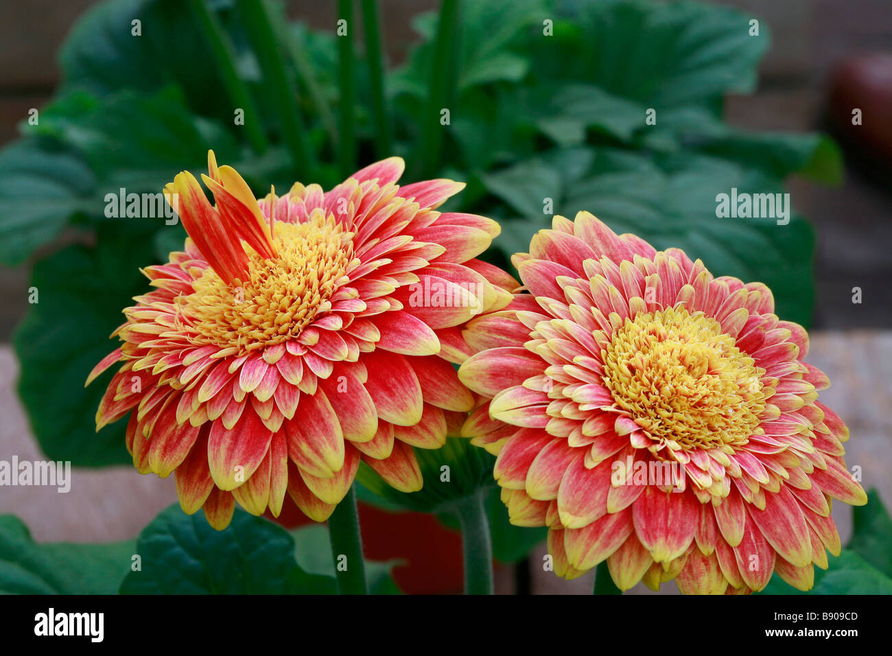 Gerbera gerbera jamesonii hi-res stock photography and images - Alamy