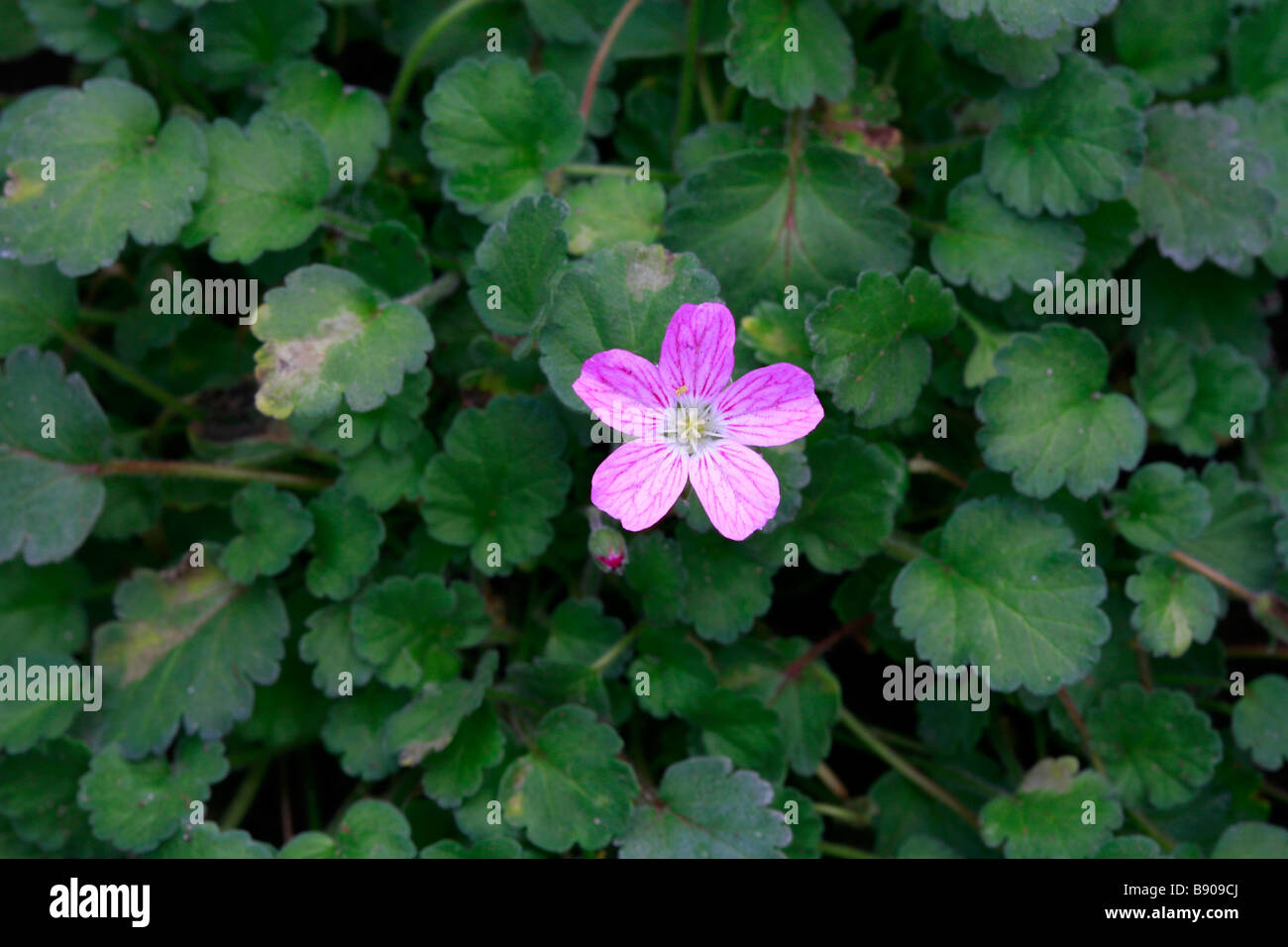 Erodium variabile "Bishop's Form Stock Photo - Alamy