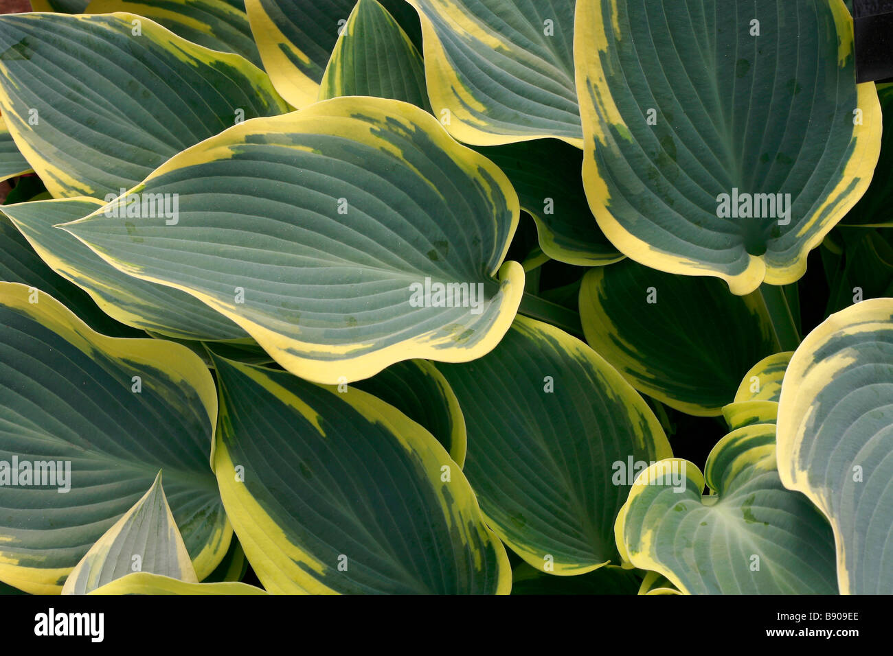‘first frost’ hosta hi-res stock photography and images - Alamy