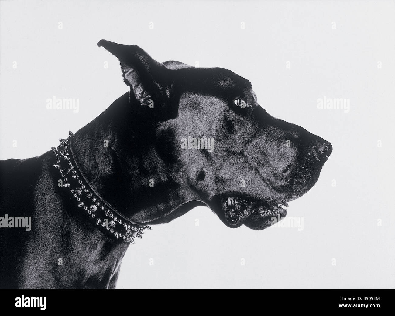 Dane campbell hi-res stock photography and images - Alamy