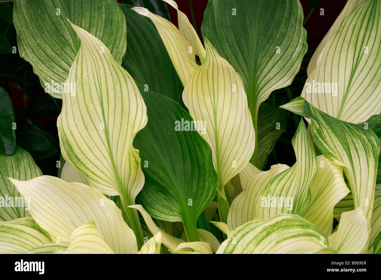 Hosta "White Feather Stock Photo - Alamy