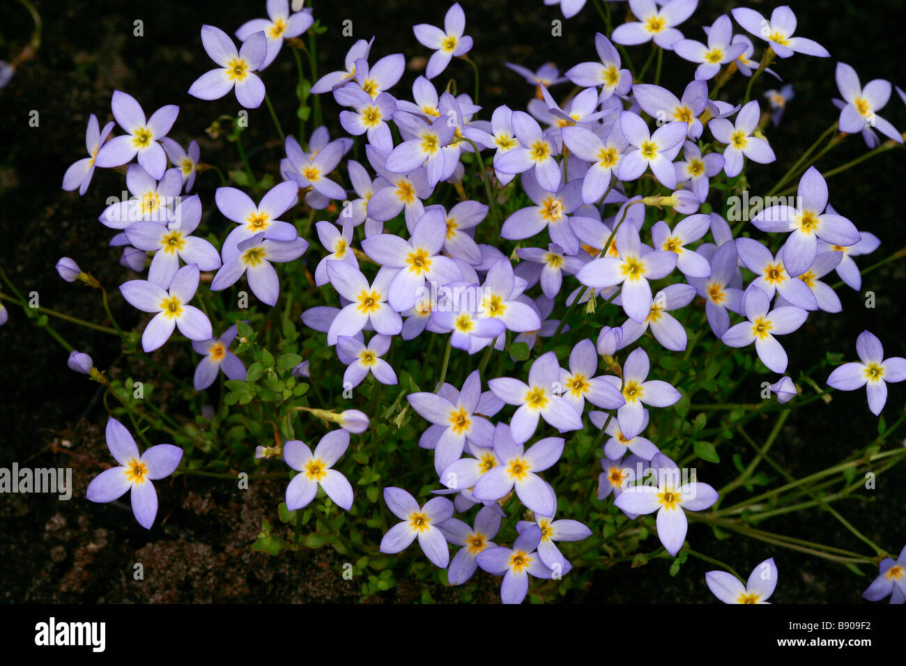 Houstonia caerulea hi-res stock photography and images - Alamy