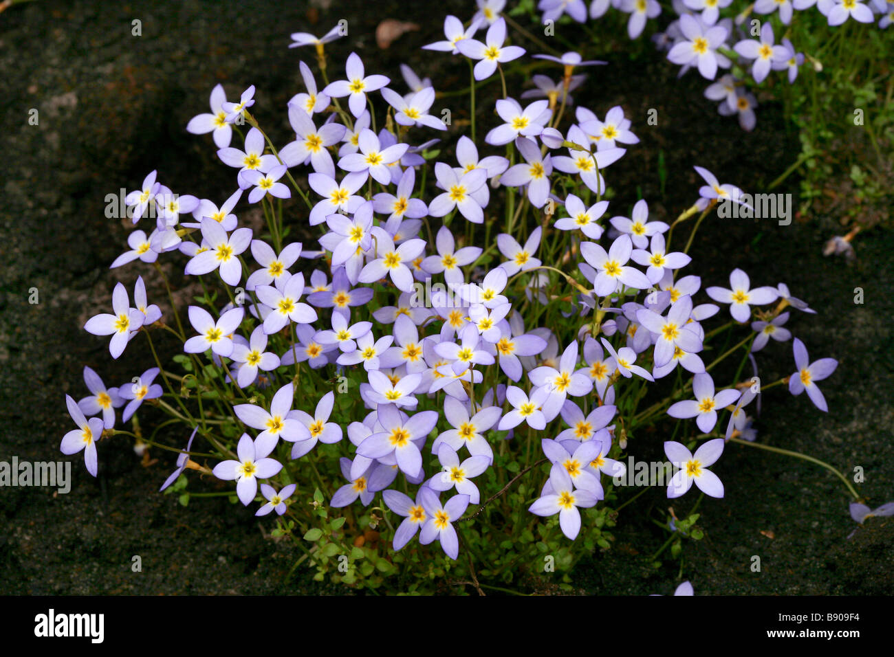 Houstonia Caerulea High Resolution Stock Photography and Images - Alamy