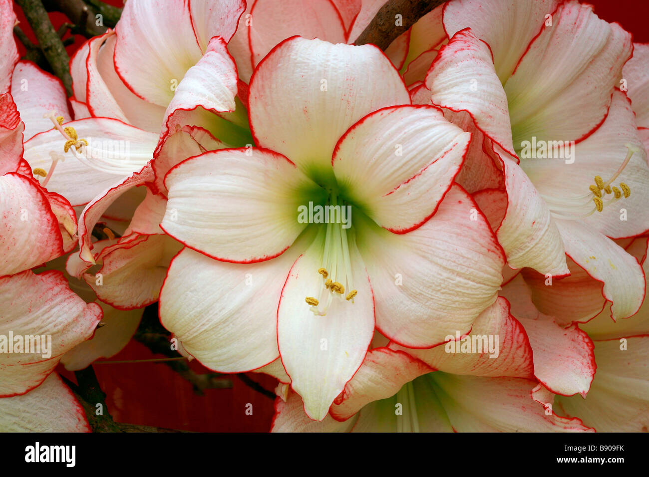 Picotee hi-res stock photography and images - Alamy
