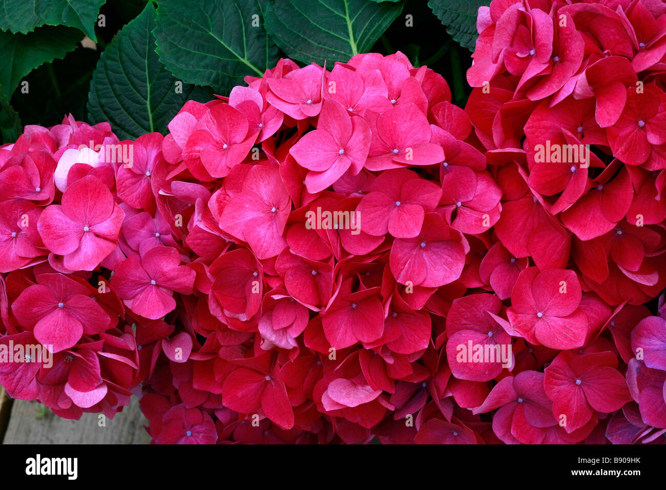 Kathe hi-res stock photography and images - Alamy