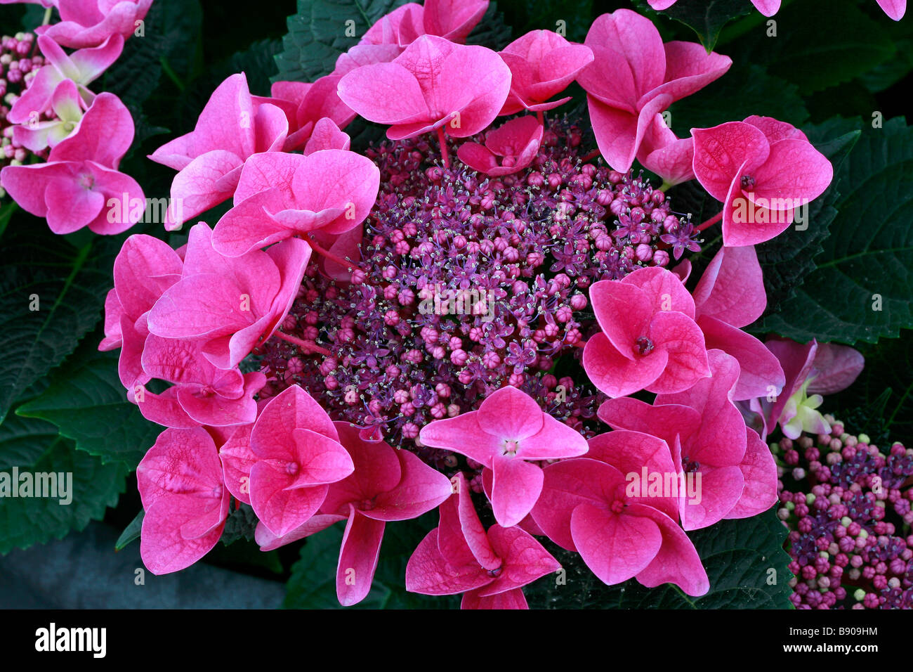 Hydrangea macrophylla Ranice Stock Photo - Alamy