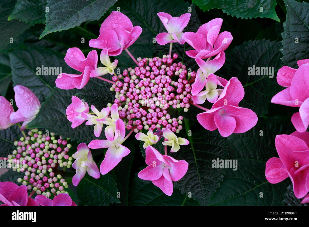 Hydrangea macrophylla Ranice Stock Photo - Alamy