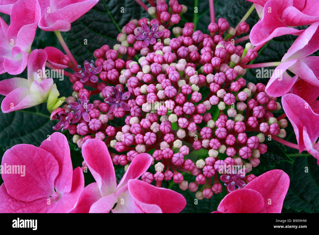 Hydrangea macrophylla Ranice Stock Photo - Alamy