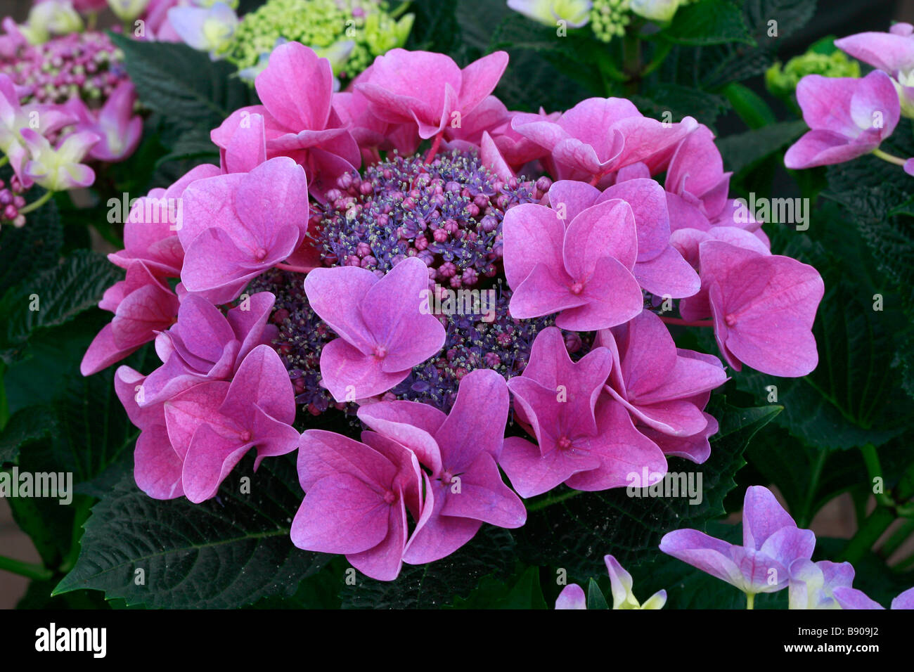 Hydrangea macrophylla Ranice Stock Photo - Alamy