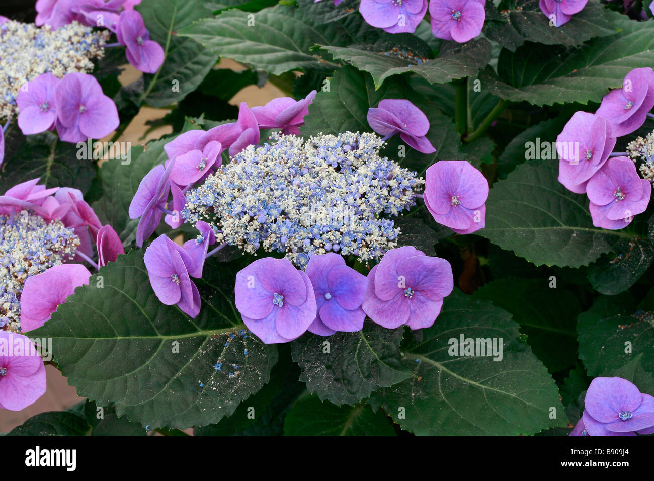 Hydrangea macrophylla Alex Stock Photo - Alamy