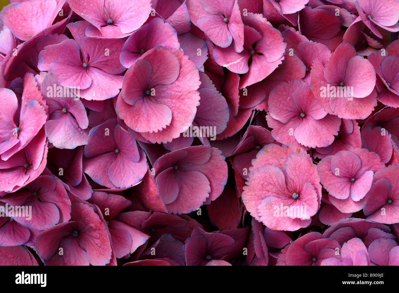 Hydrangea macrophylla elbtal hi-res stock photography and images - Alamy