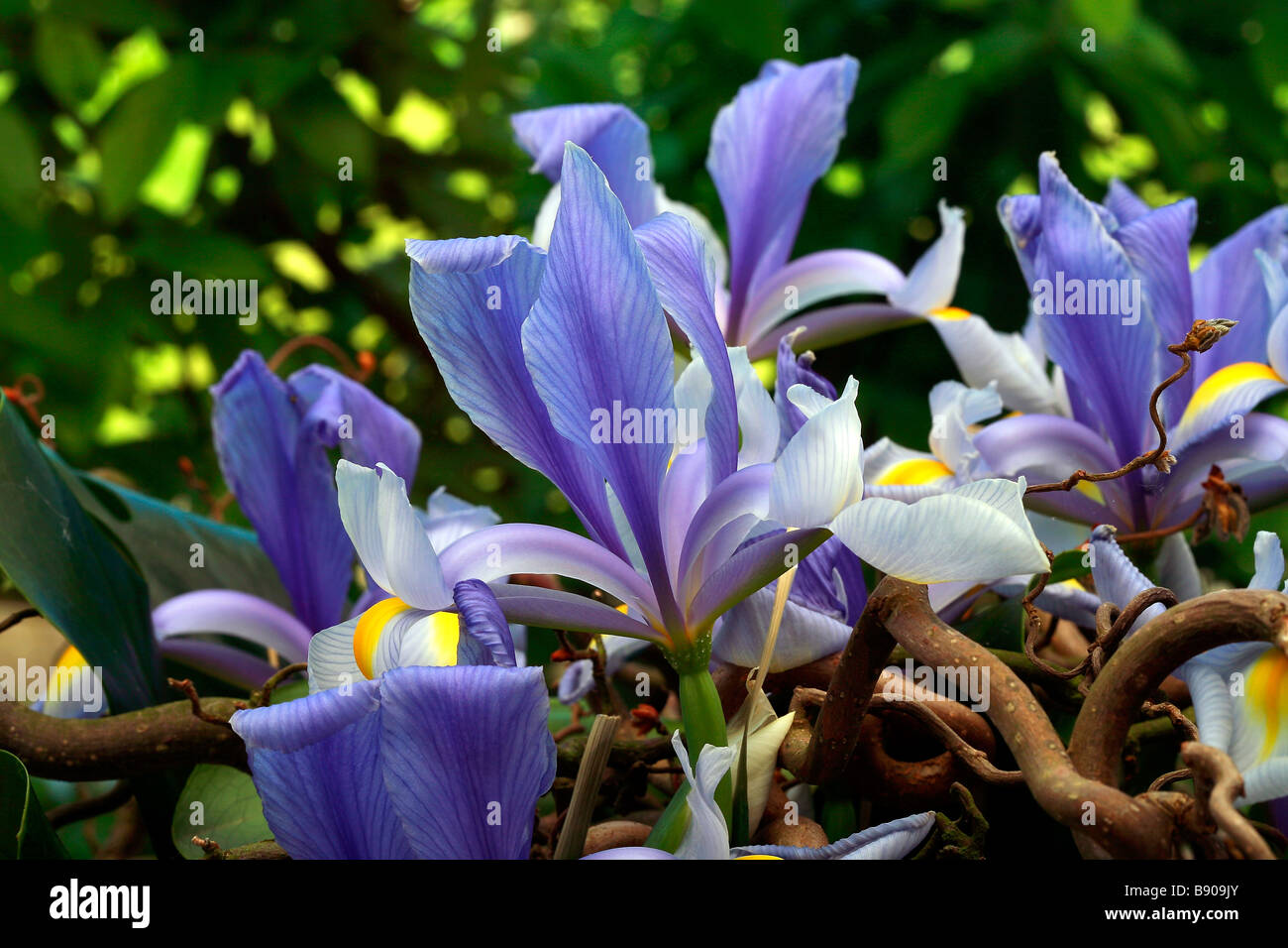 Xiphium hi-res stock photography and images - Alamy