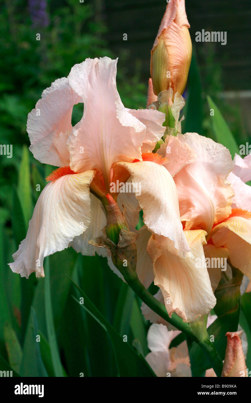 Roseline hi-res stock photography and images - Alamy