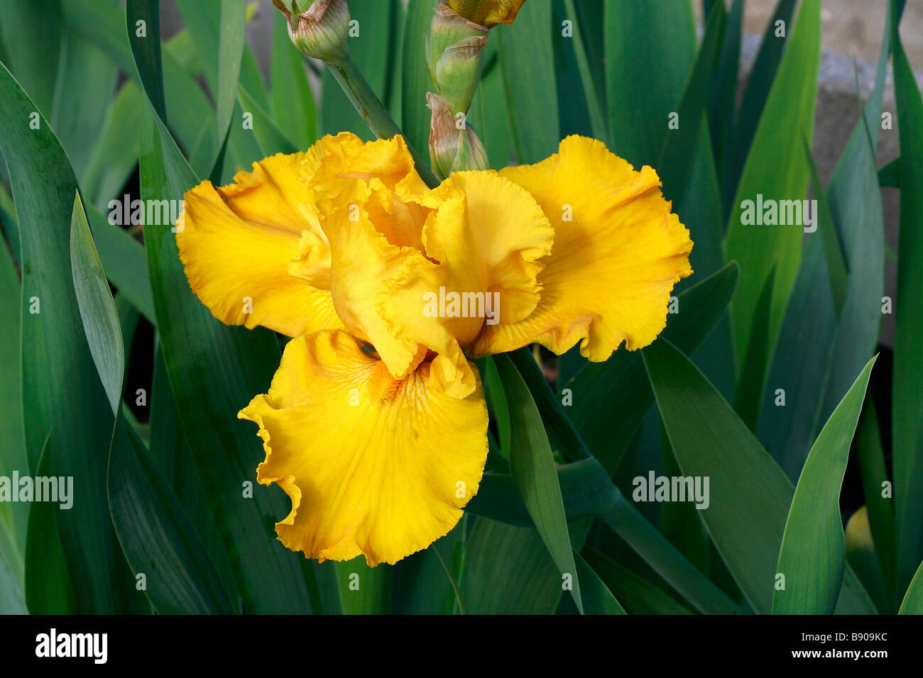 Iris Radiant Apogï¿½e Stock Photo - Alamy