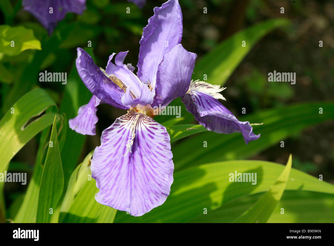 Tectorum hi-res stock photography and images - Alamy