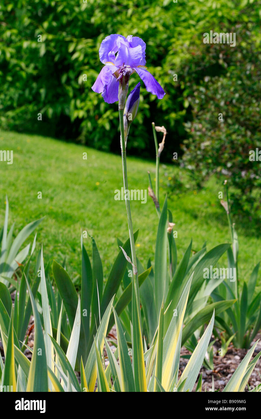 Iris pallida variegata hi-res stock photography and images - Alamy