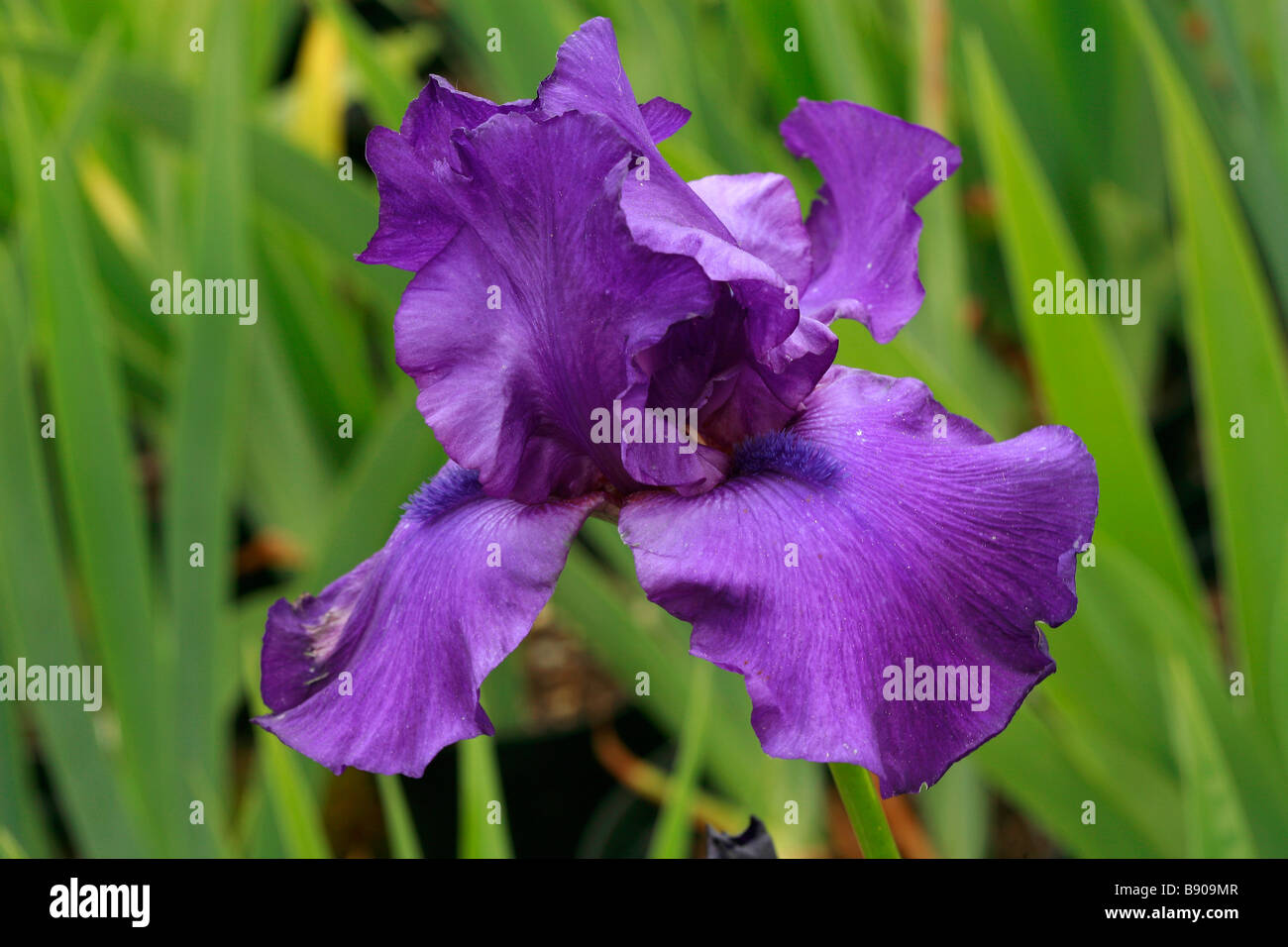 Iris Tropical Night Stock Photo - Alamy