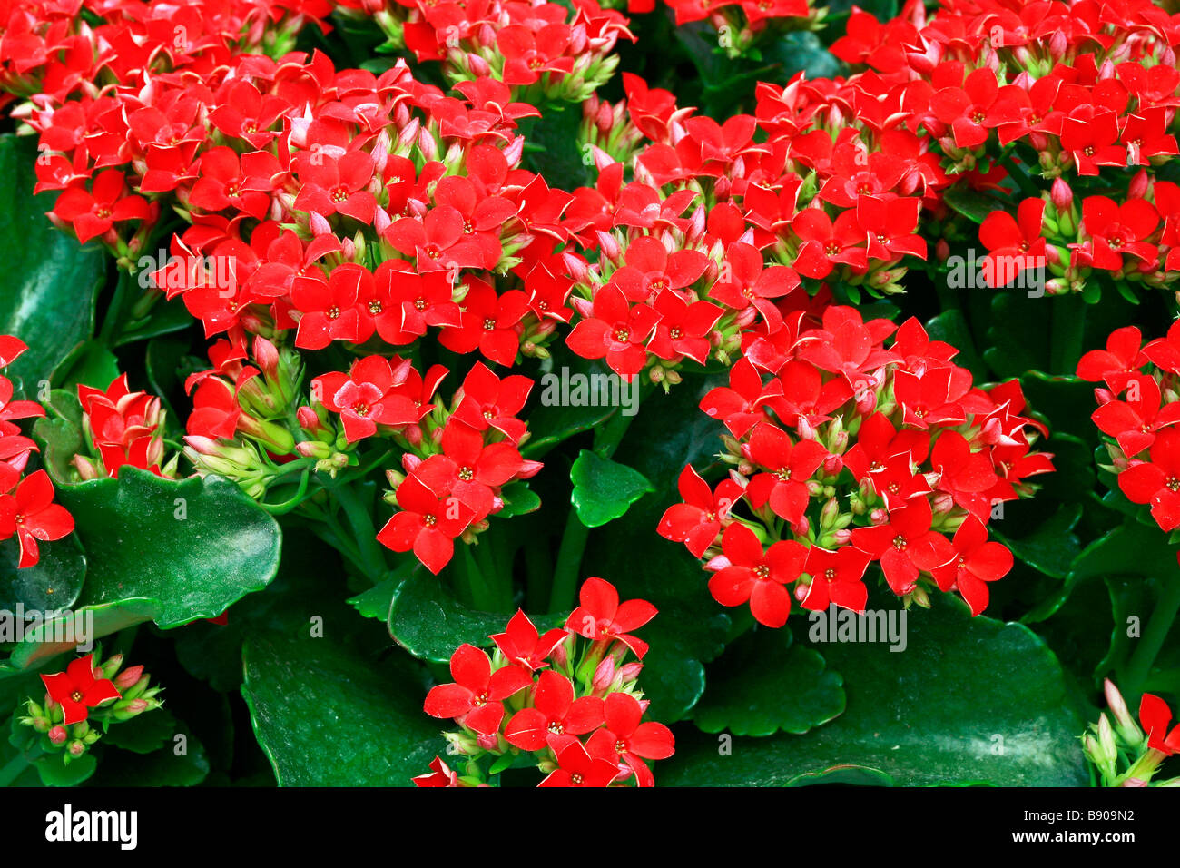 Kalanchoë blossfeldiana hi-res stock photography and images - Alamy