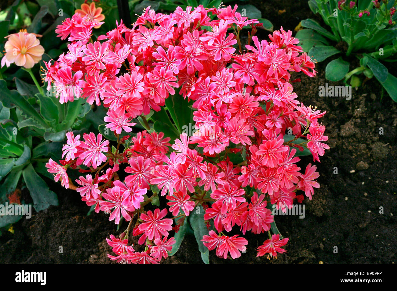 Longipetala hi-res stock photography and images - Alamy