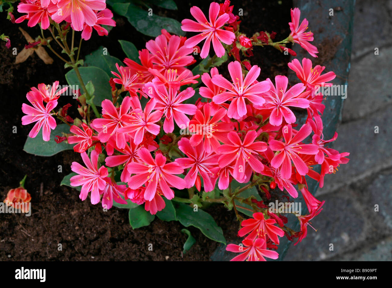 Longipetala hi-res stock photography and images - Alamy