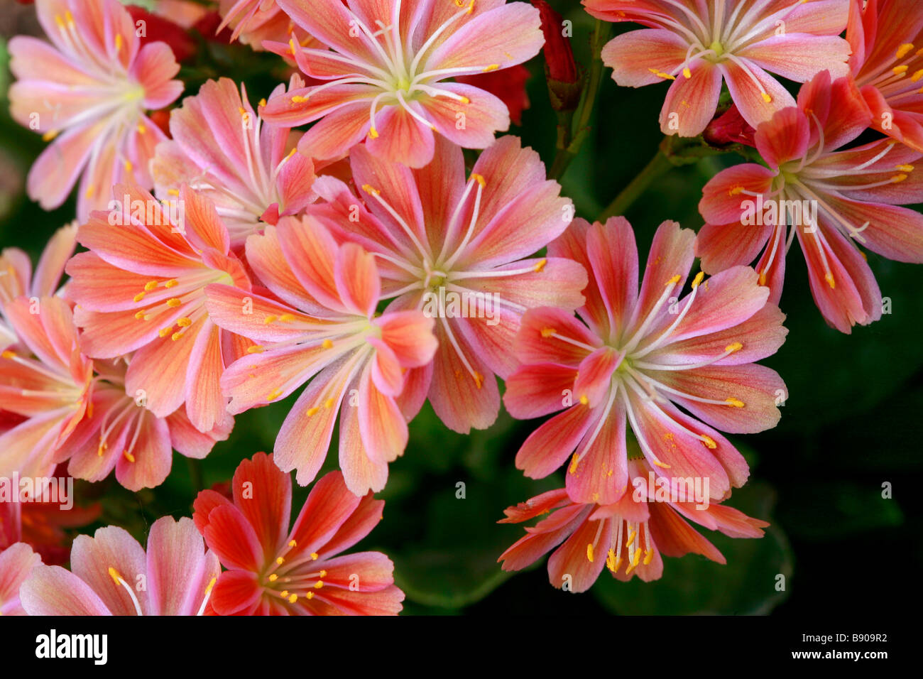 Longipetala hi-res stock photography and images - Alamy