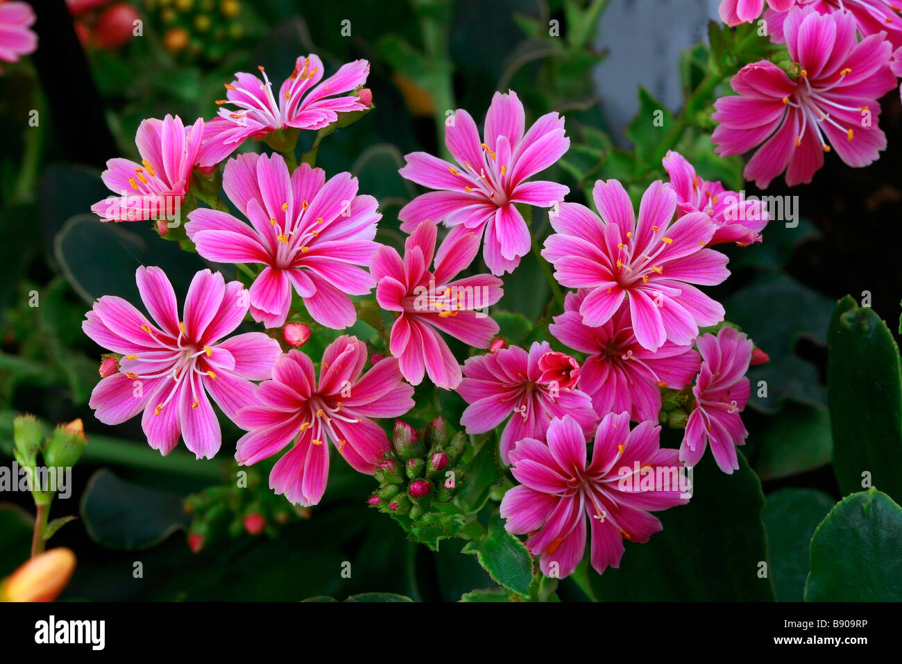 Lewisia cotyledon hi-res stock photography and images - Alamy