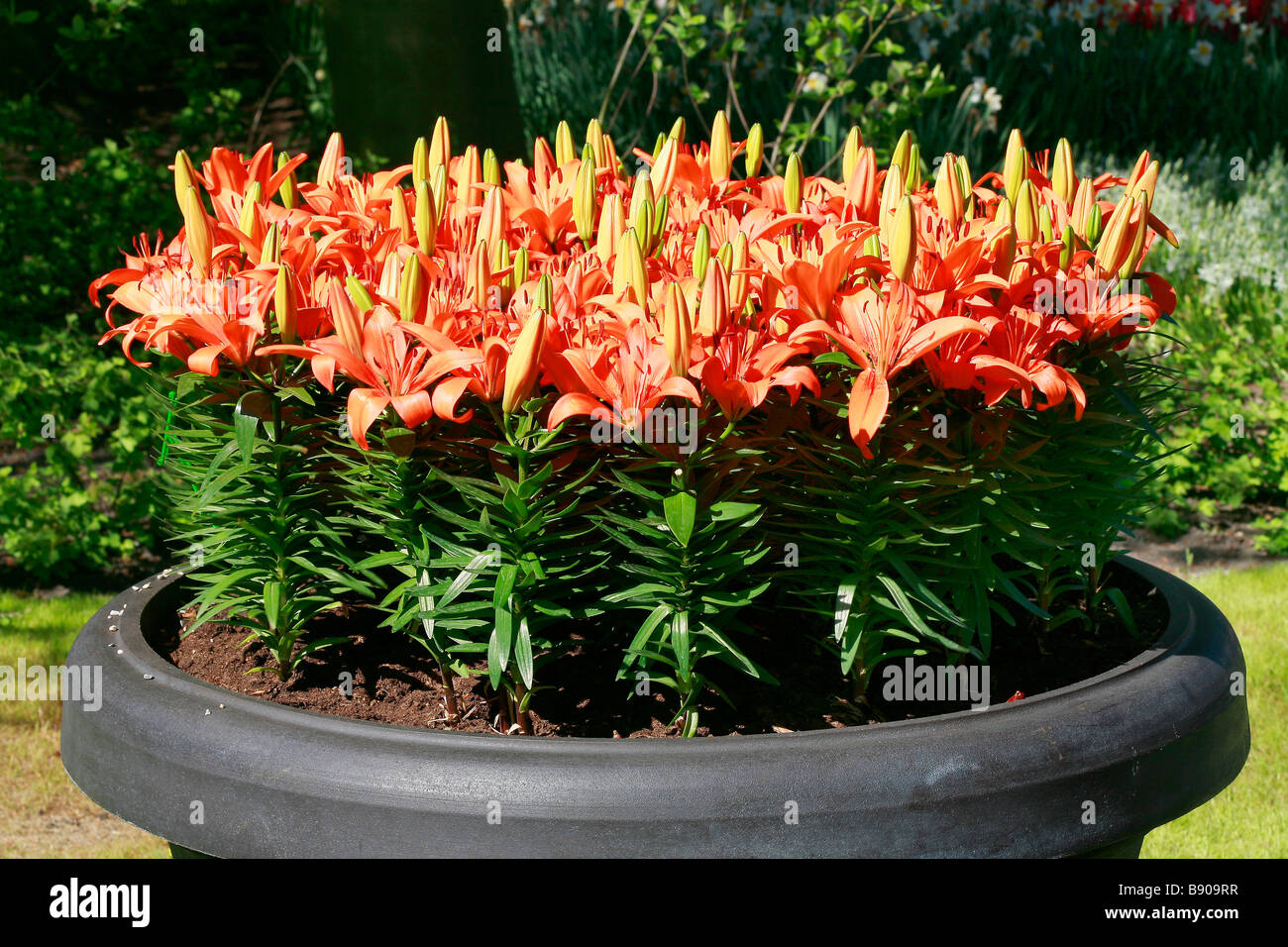 Lilium matrix hi-res stock photography and images - Alamy