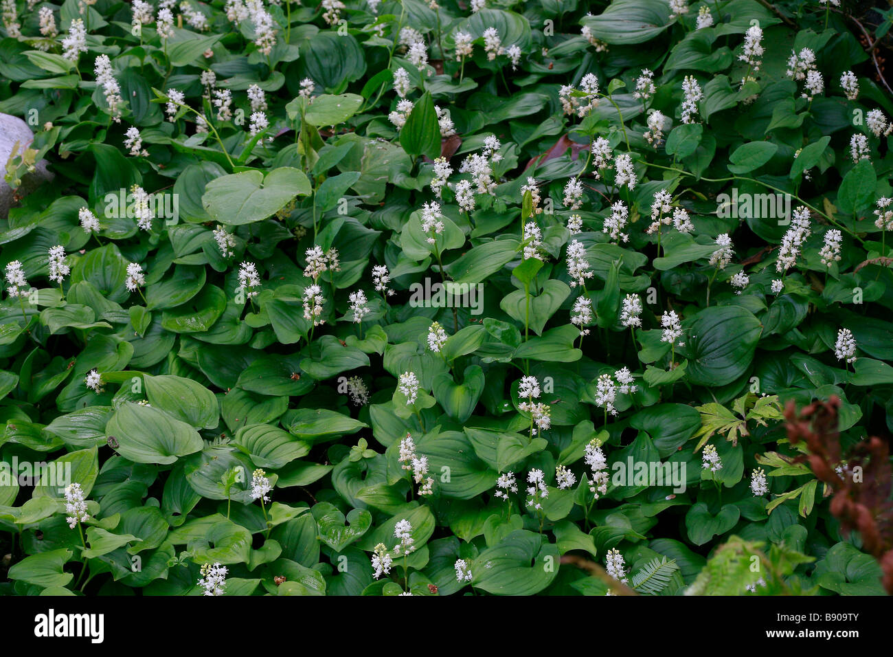 Bifolium hi-res stock photography and images - Alamy