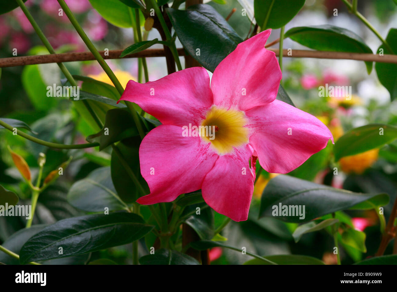 Mandevilla hi-res stock photography and images - Alamy