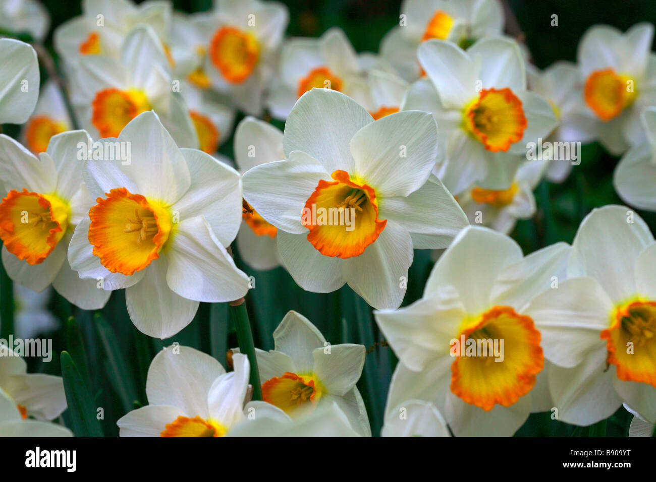 Narcissus April Queen Stock Photo - Alamy