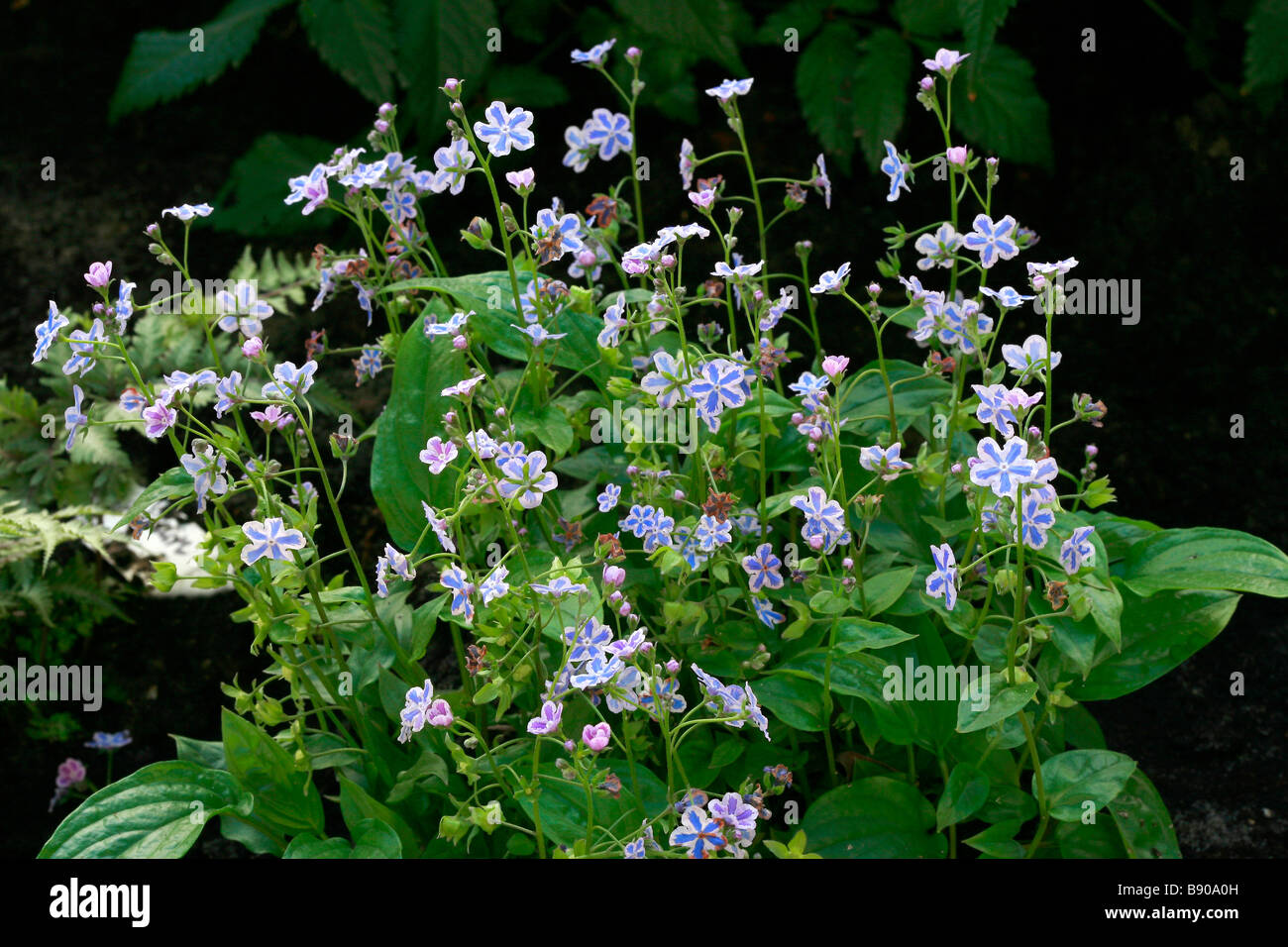 Cappadocica hi-res stock photography and images - Alamy