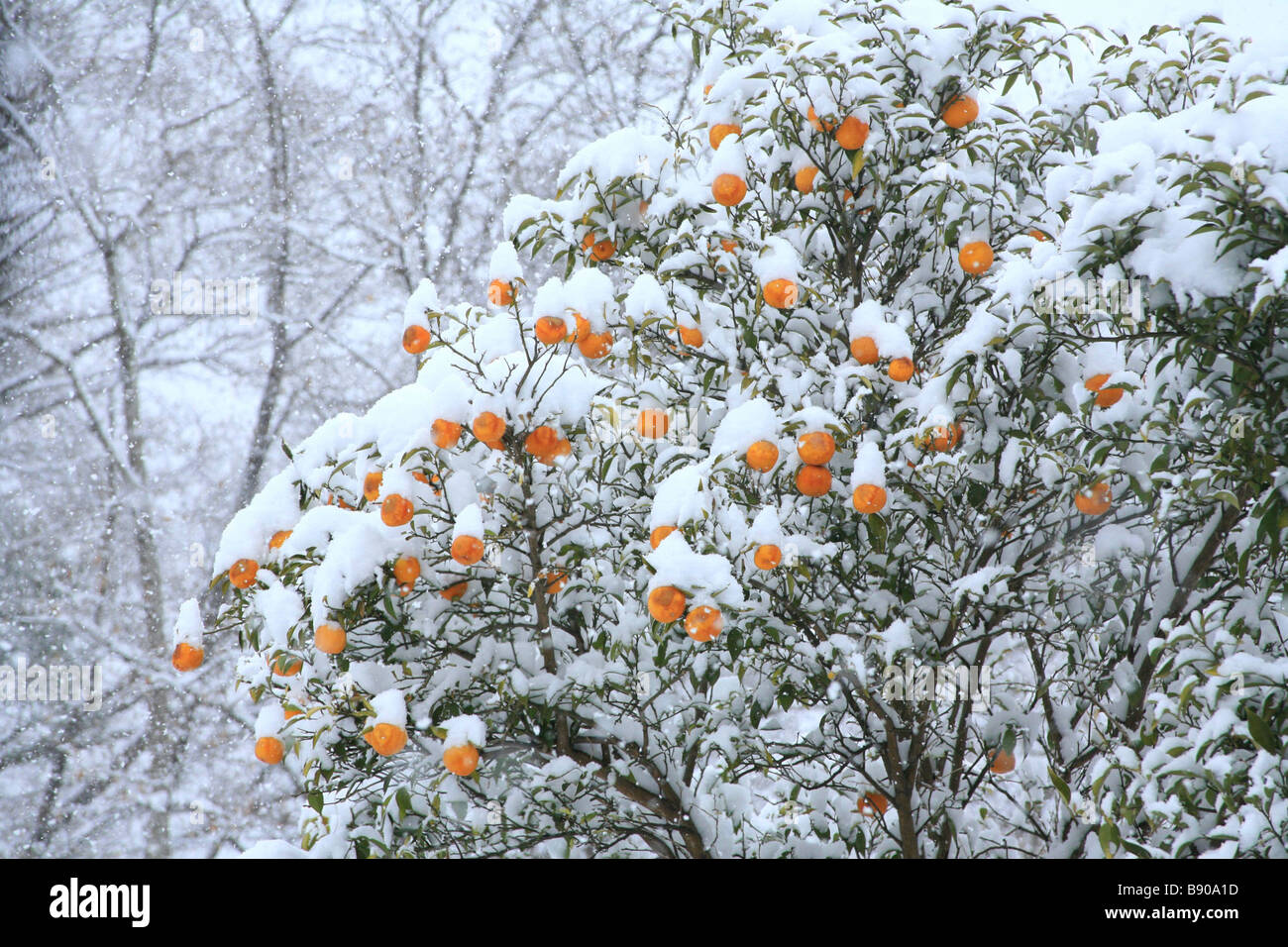 Citrus Tree Snow High Resolution Stock Photography and Images - Alamy