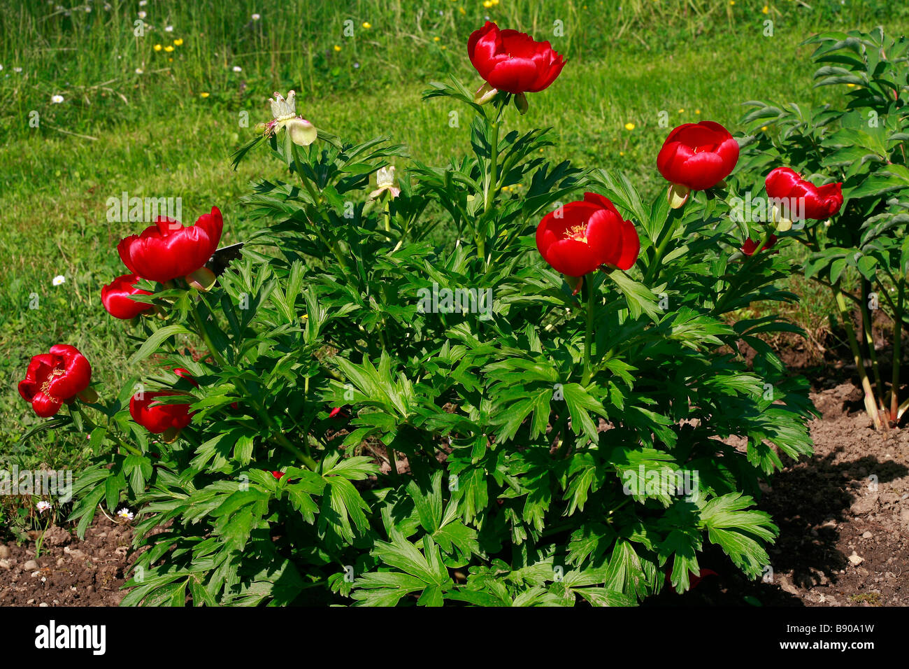Paeonia romanica hi-res stock photography and images - Alamy