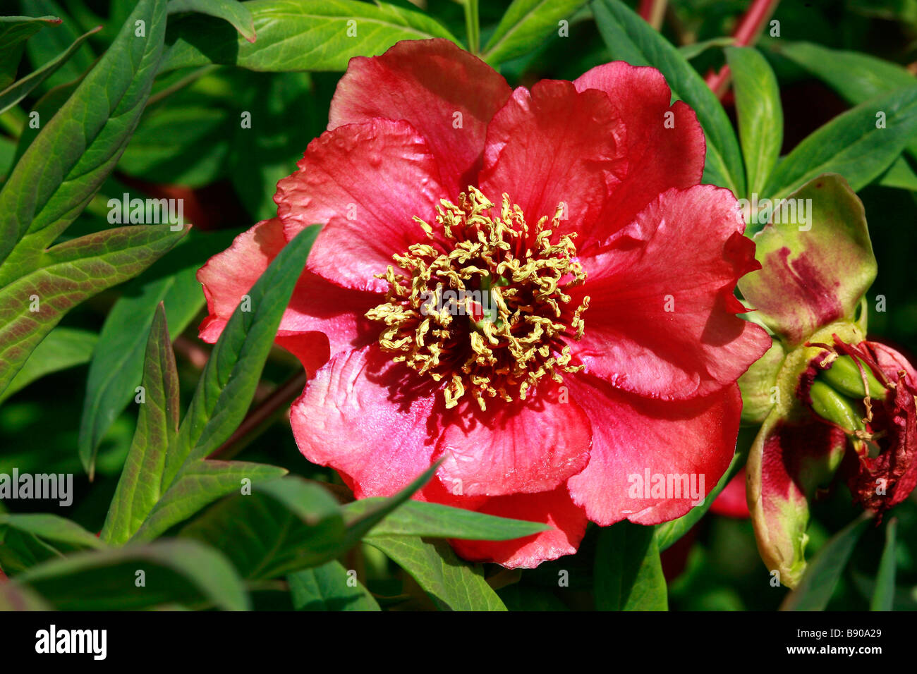 Paeonia potanini hi-res stock photography and images - Alamy