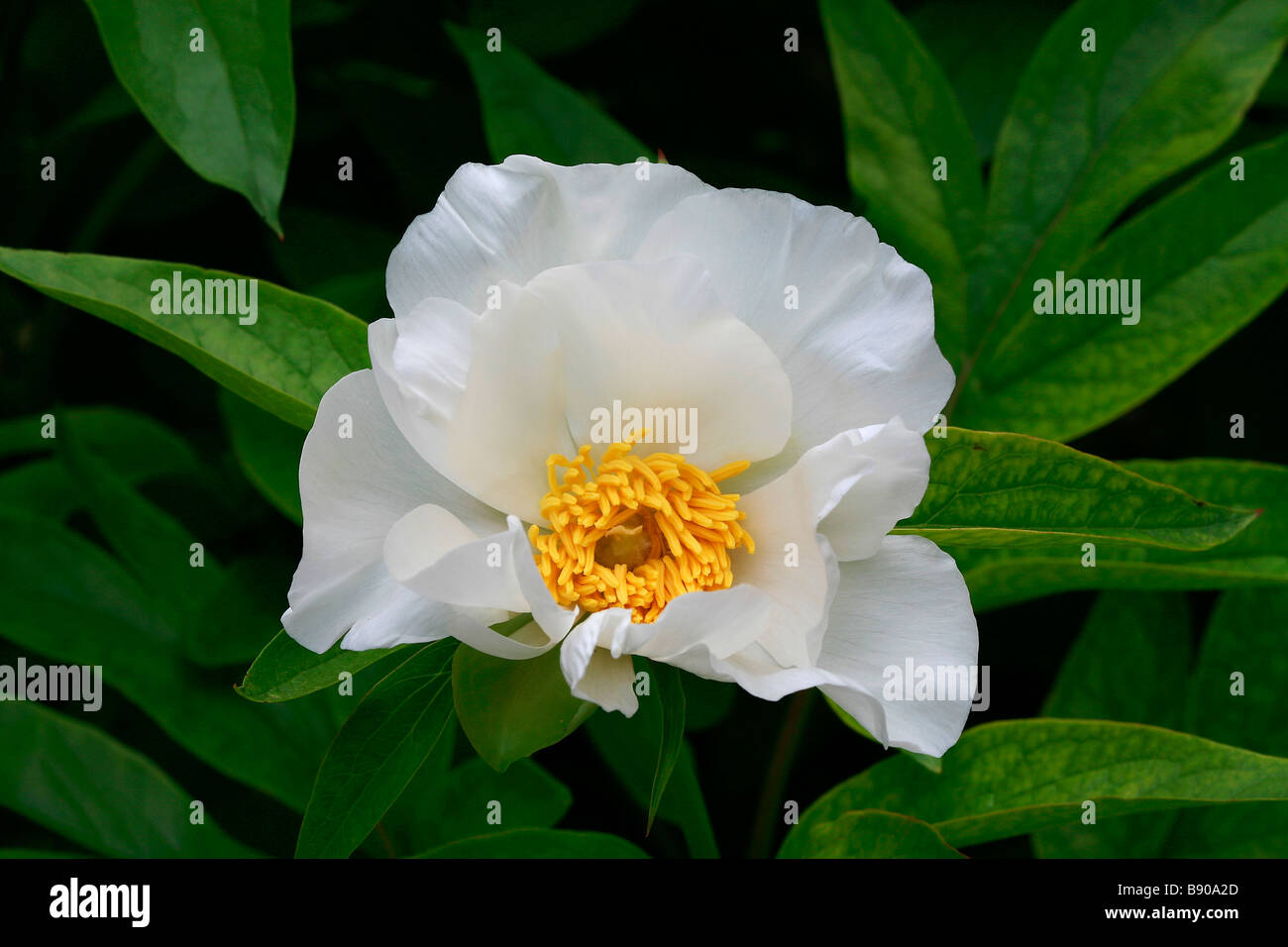 Paeonia Emodi High Resolution Stock Photography and Images - Alamy