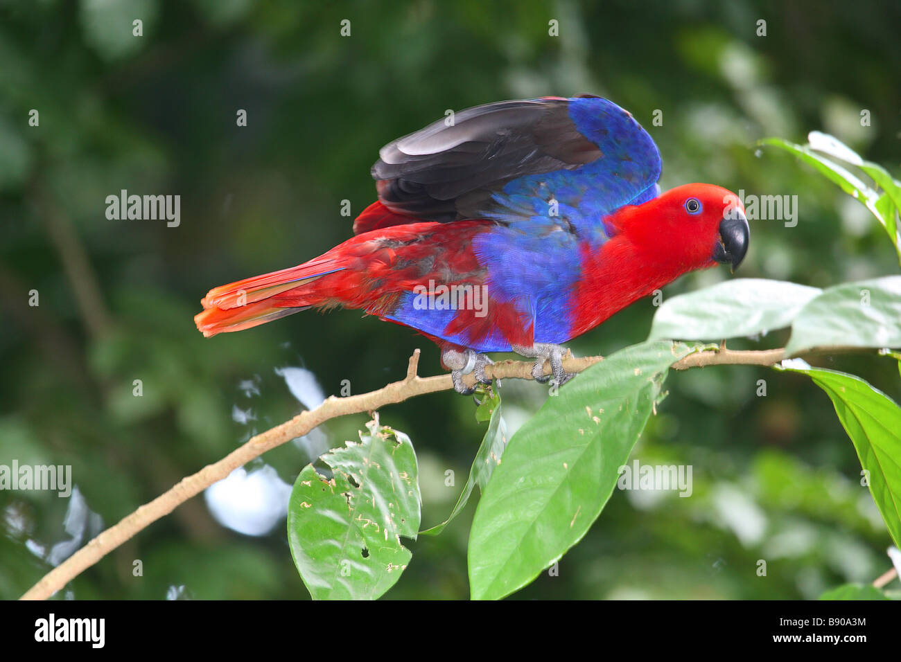 Eclectus Parrot (Eclectus roratus polychloros), female perched on ...