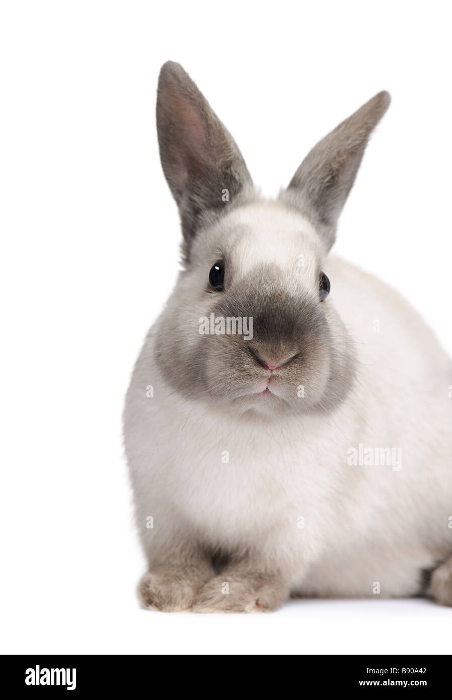 Front facing rabbit hi-res stock photography and images - Alamy