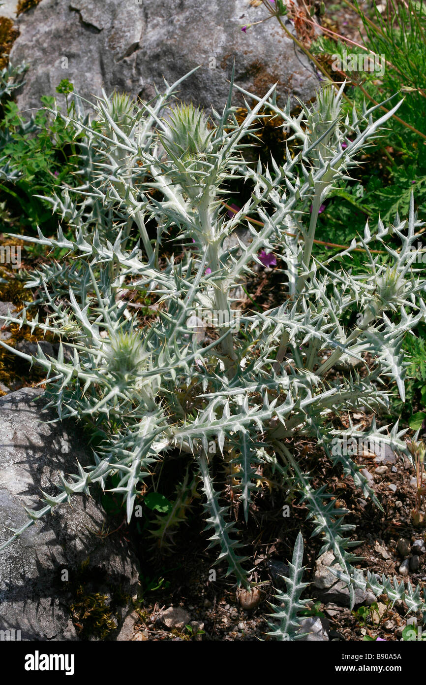 Niveus hi-res stock photography and images - Alamy